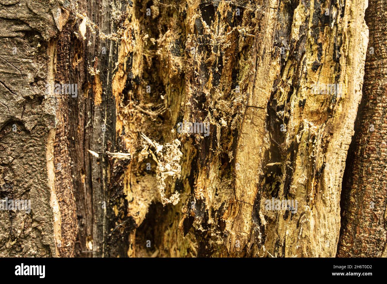 Patterns and textures in nature, lifecycle as tree decays Stock Photo ...