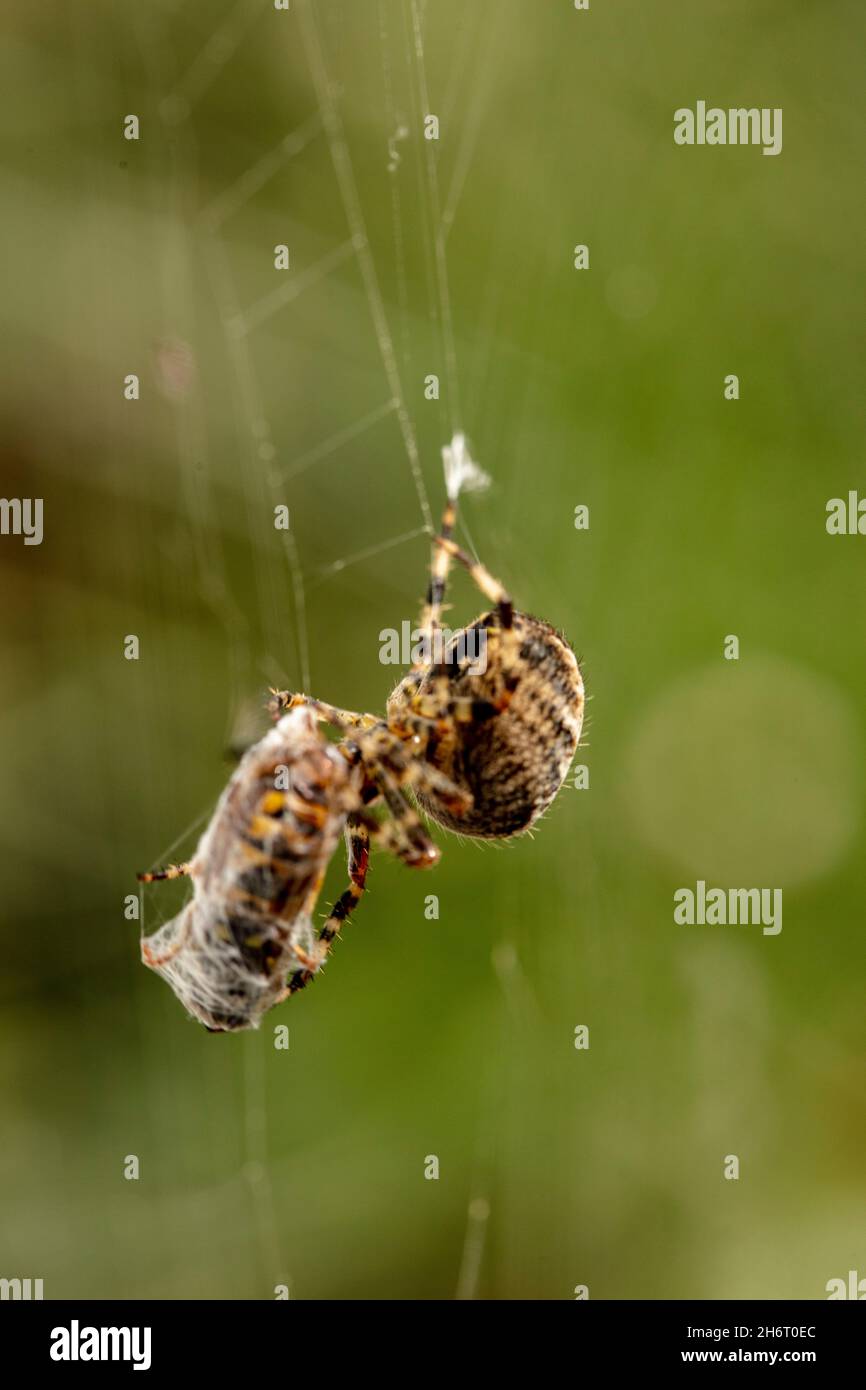 Common garden spider wrapping its prey in a silk prison, natural ...