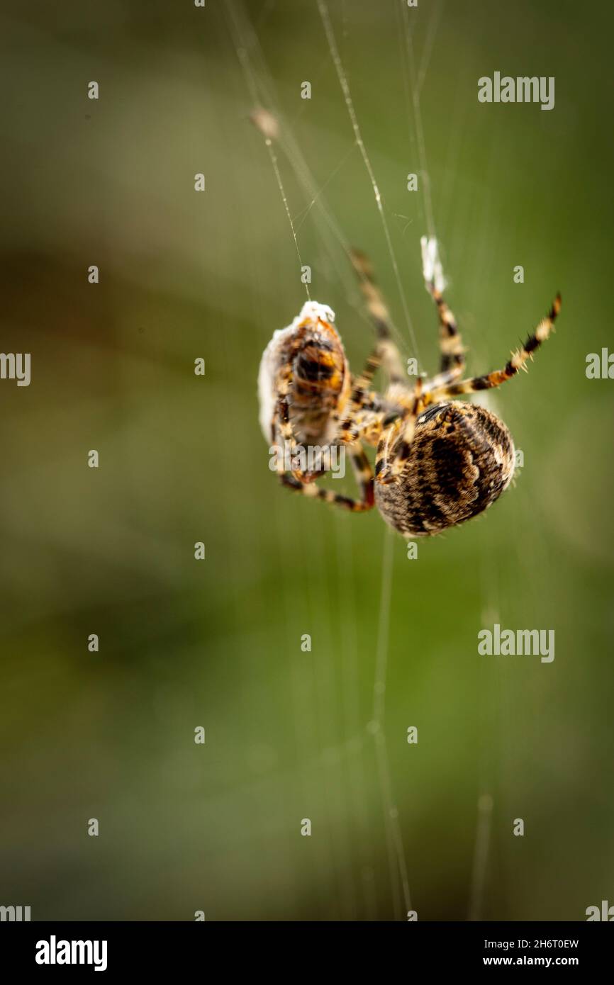 Common garden spider wrapping its prey in a silk prison, natural ...
