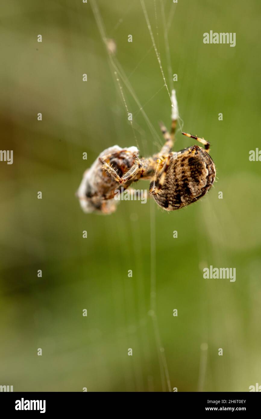 Common garden spider wrapping its prey in a silk prison, natural ...
