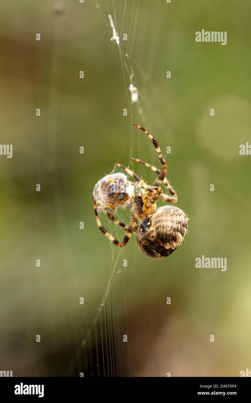 Common garden spider wrapping its prey in a silk prison, natural ...