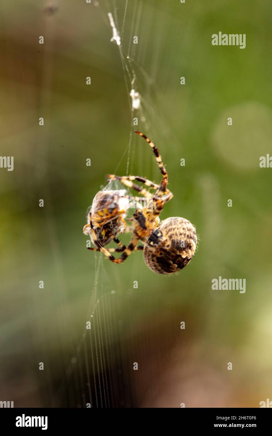 Common garden spider wrapping its prey in a silk prison, natural ...