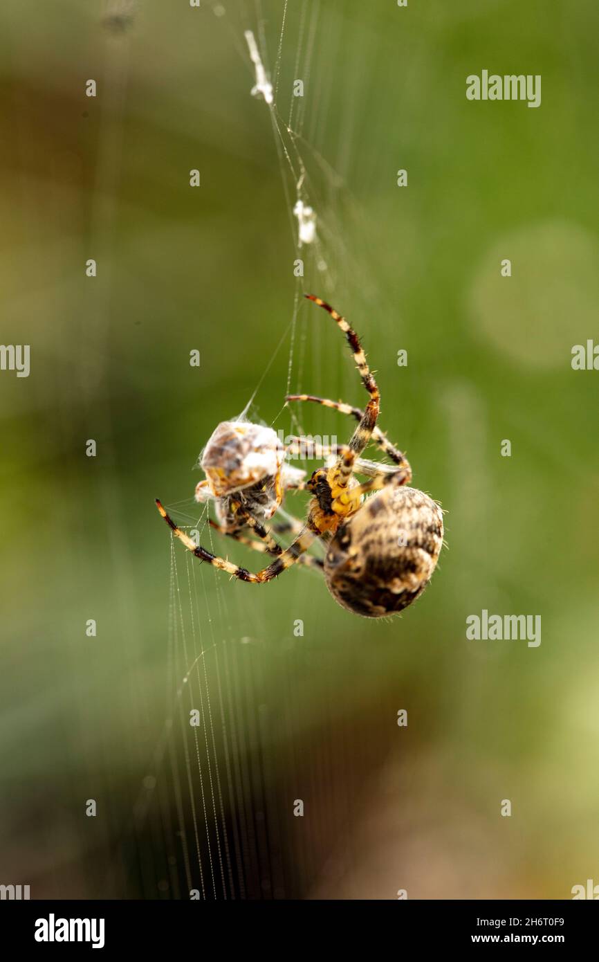 Common garden spider wrapping its prey in a silk prison, natural ...