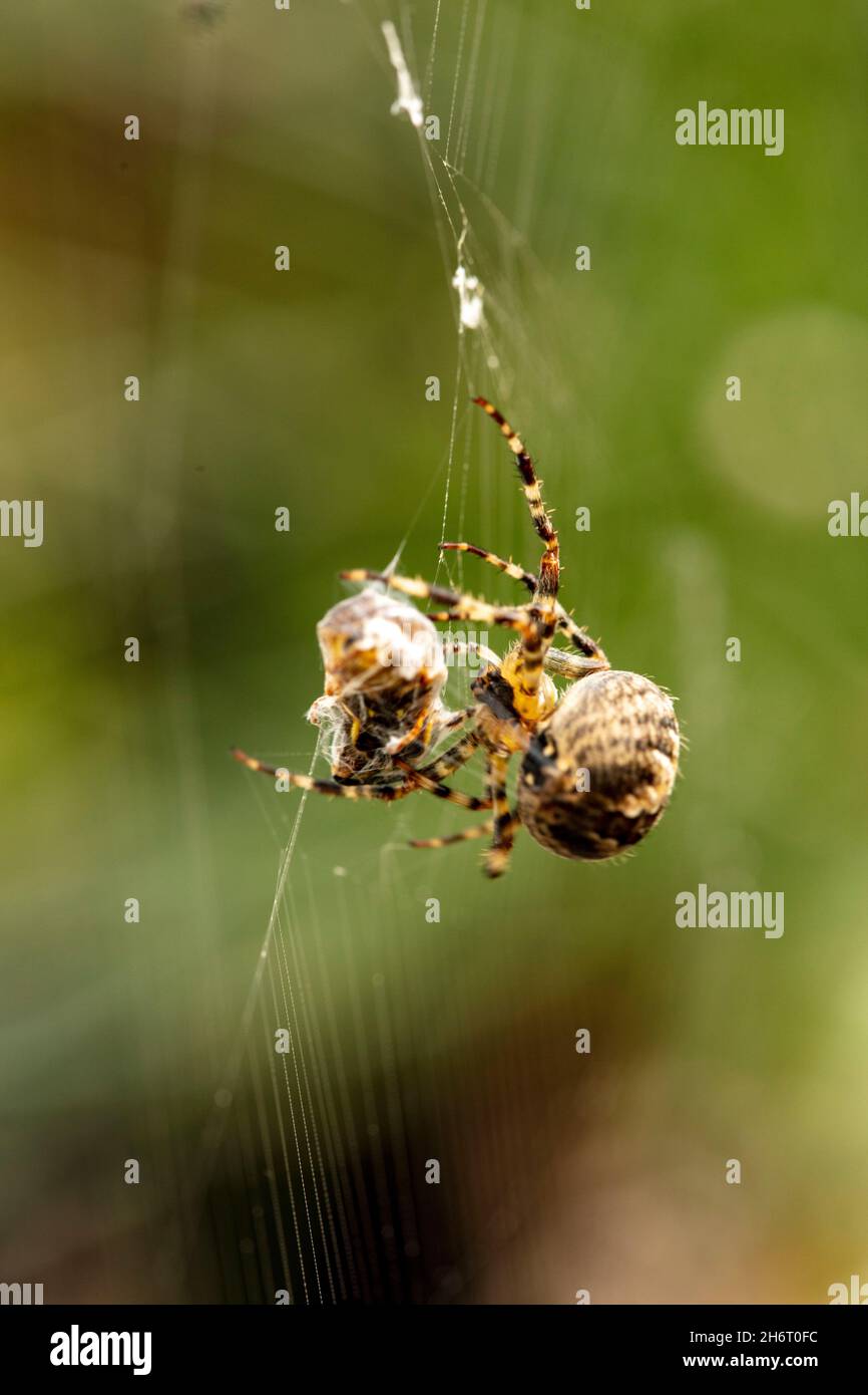 Common garden spider wrapping its prey in a silk prison, natural ...