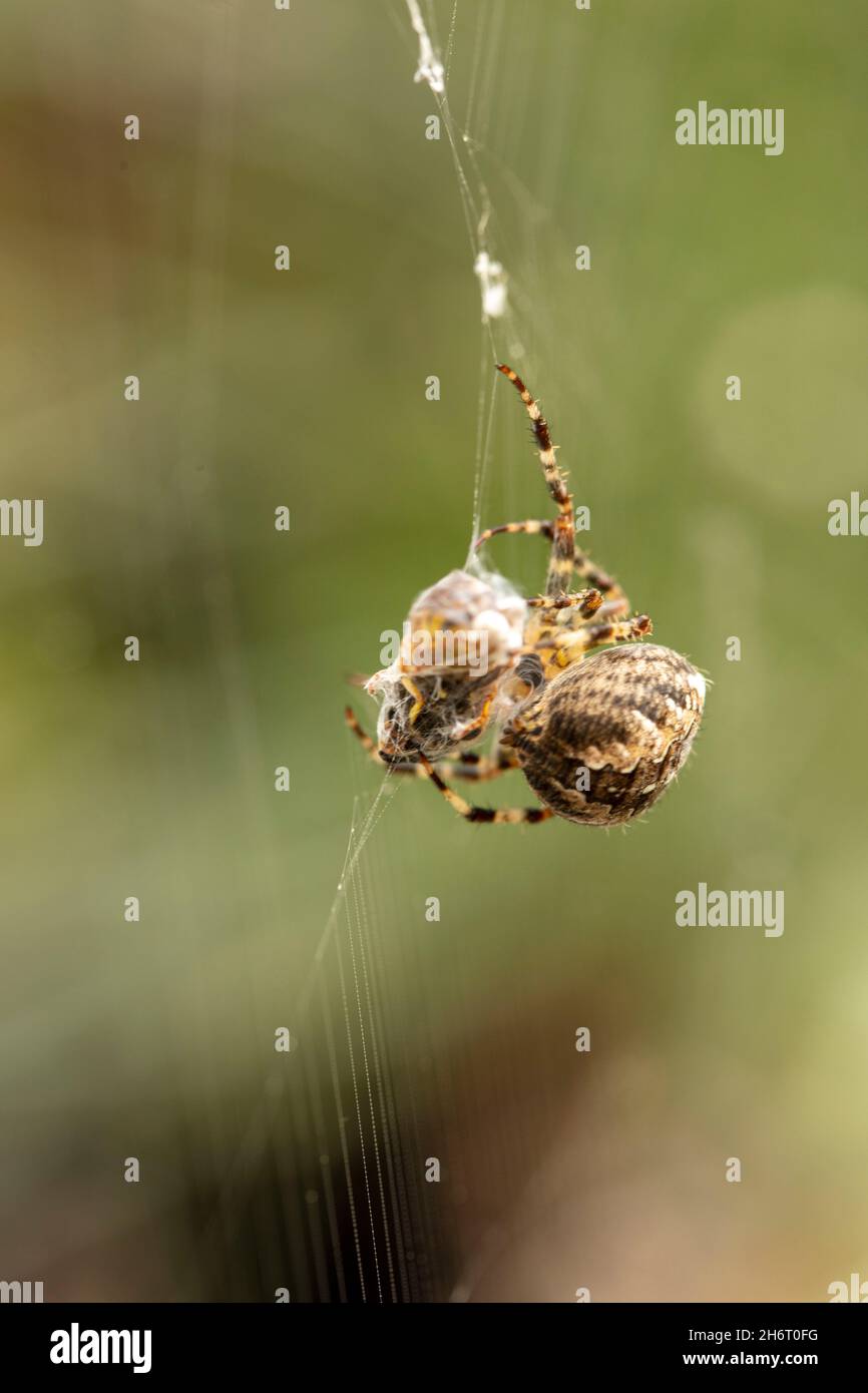Common garden spider wrapping its prey in a silk prison, natural ...