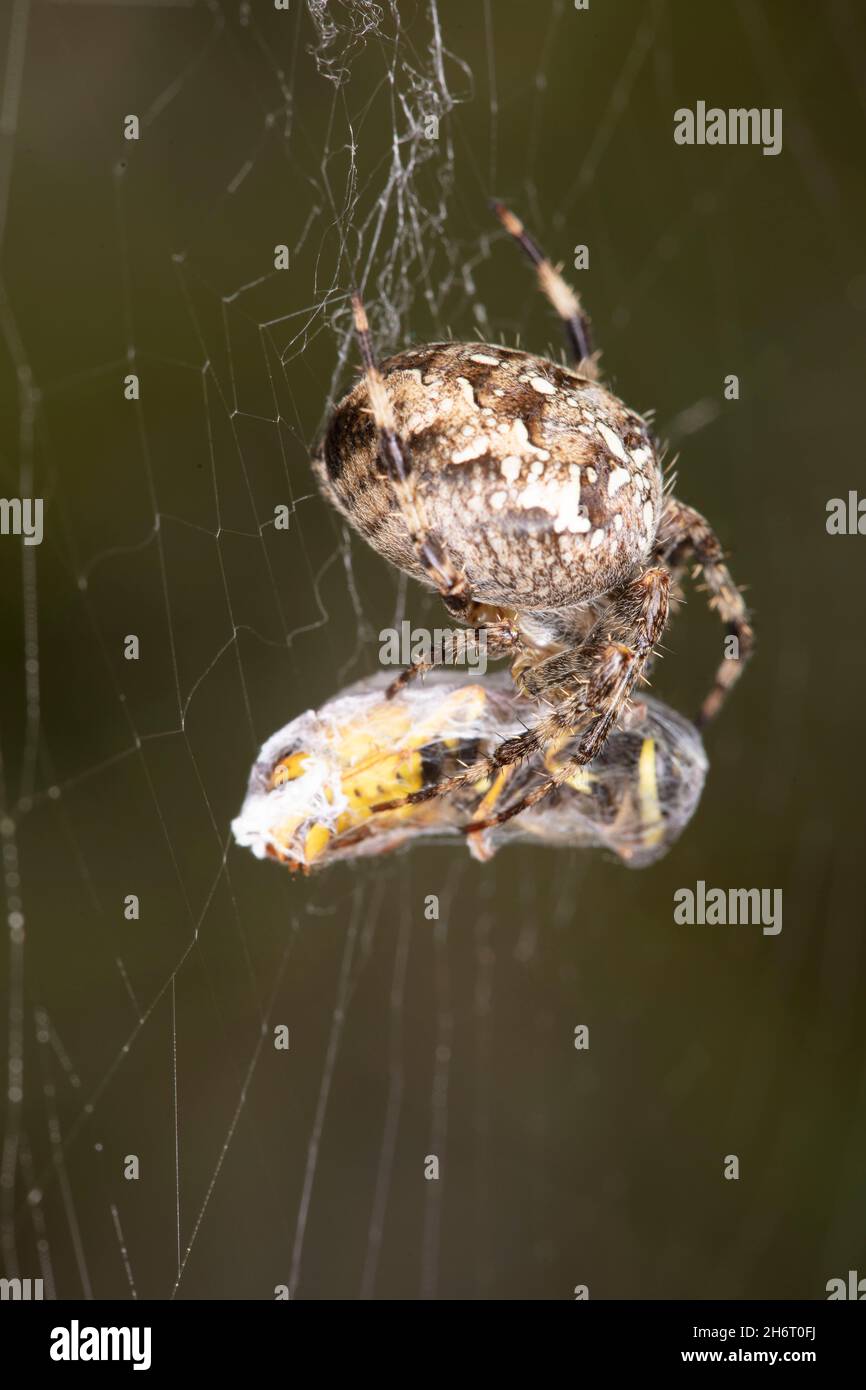 Common garden spider wrapping its prey in a silk prison, natural ...