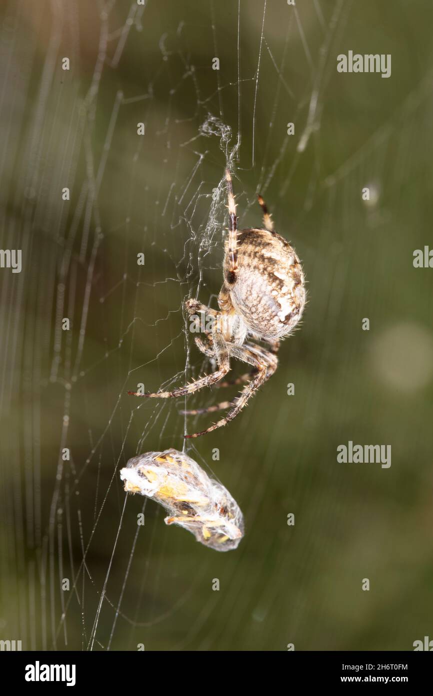 Common garden spider wrapping its prey in a silk prison, natural ...