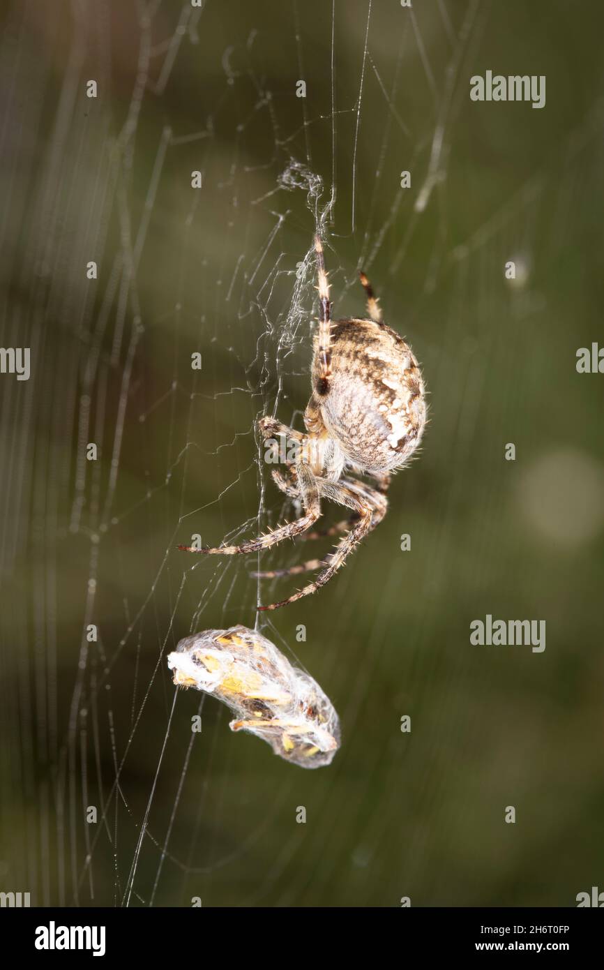 Common garden spider wrapping its prey in a silk prison, natural ...