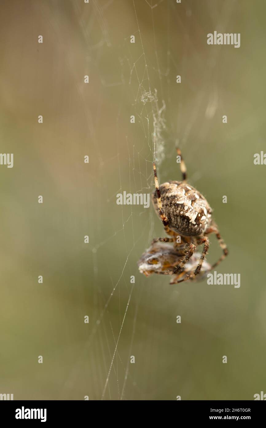 Common garden spider wrapping its prey in a silk prison, natural ...