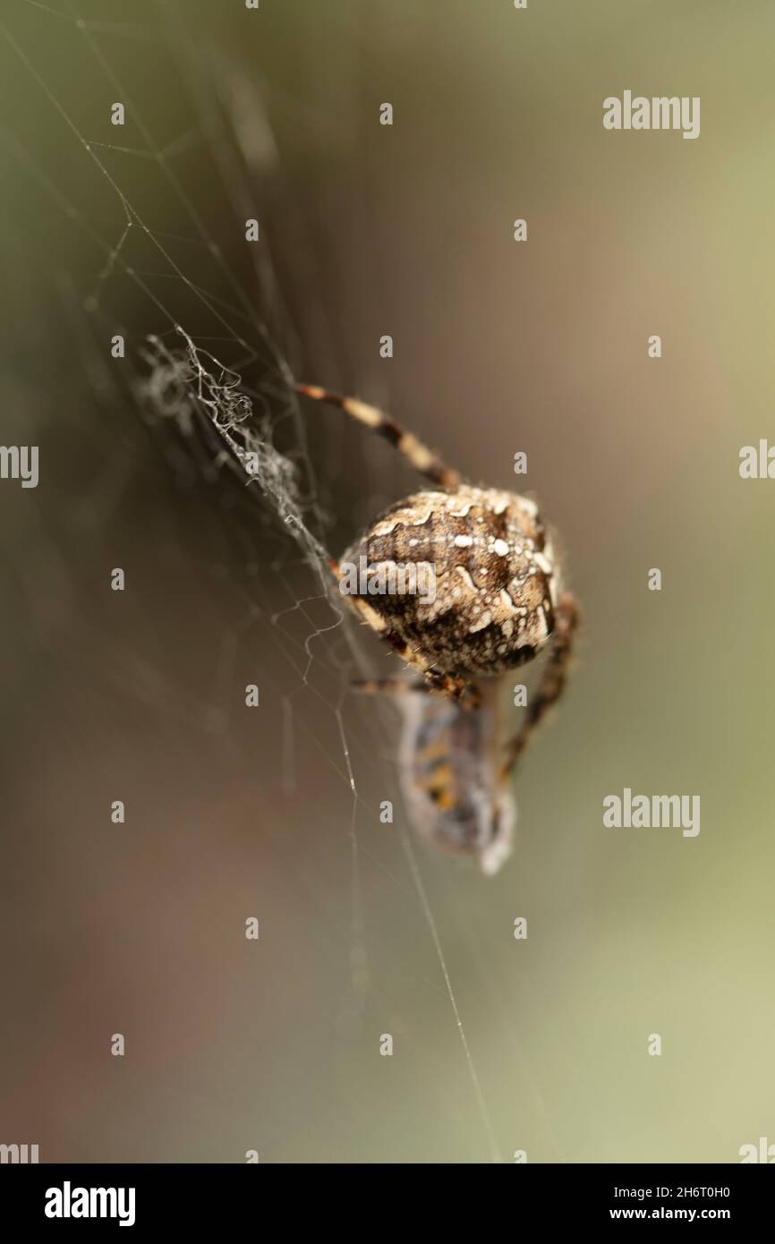 Common garden spider wrapping its prey in a silk prison, natural ...