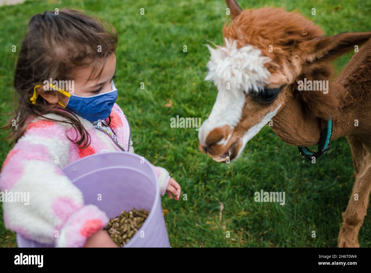 Girl and alpaca hi-res stock photography and images - Alamy