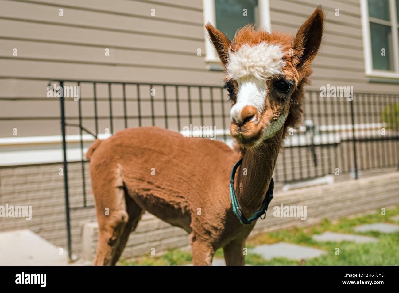 Domestic alpaca in back yard of suburban home Stock Photo - Alamy