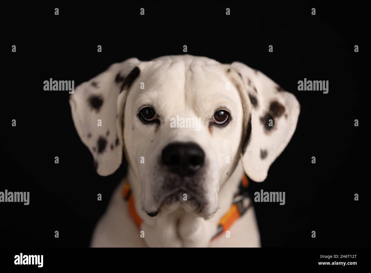 Sad sam dog hi-res stock photography and images - Alamy