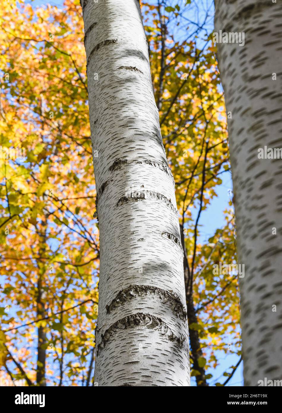 Close up of the bark of a birch tree on a fall day Stock Photo - Alamy