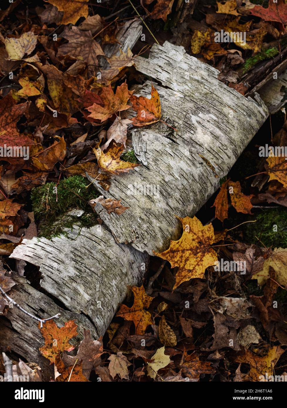 Birch bark and leaves on the forest floor on an autumn day Stock Photo ...