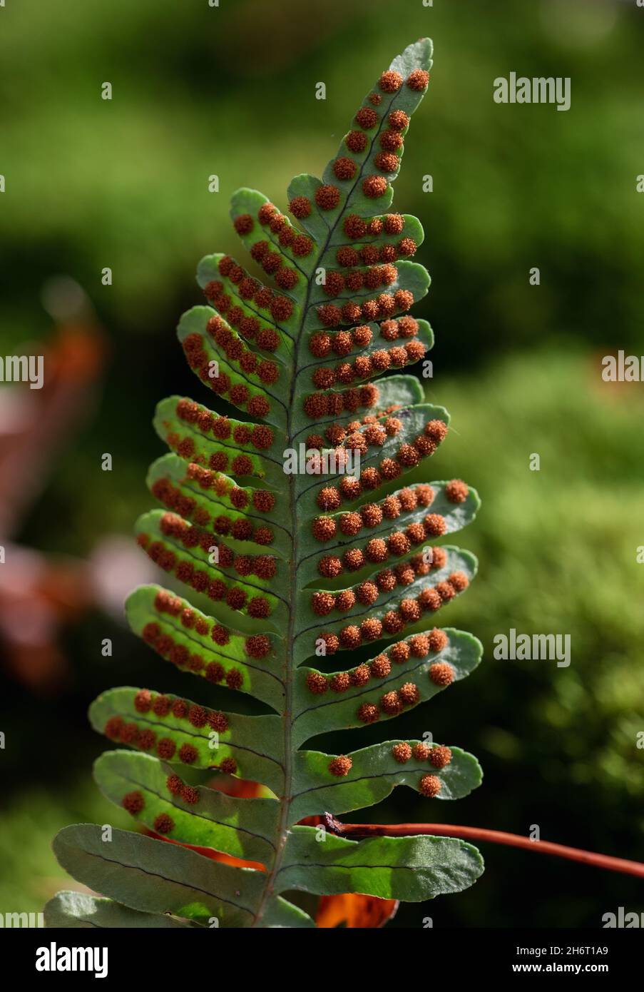 Macro image of the spores on the back of a fern leaf frond Stock Photo ...