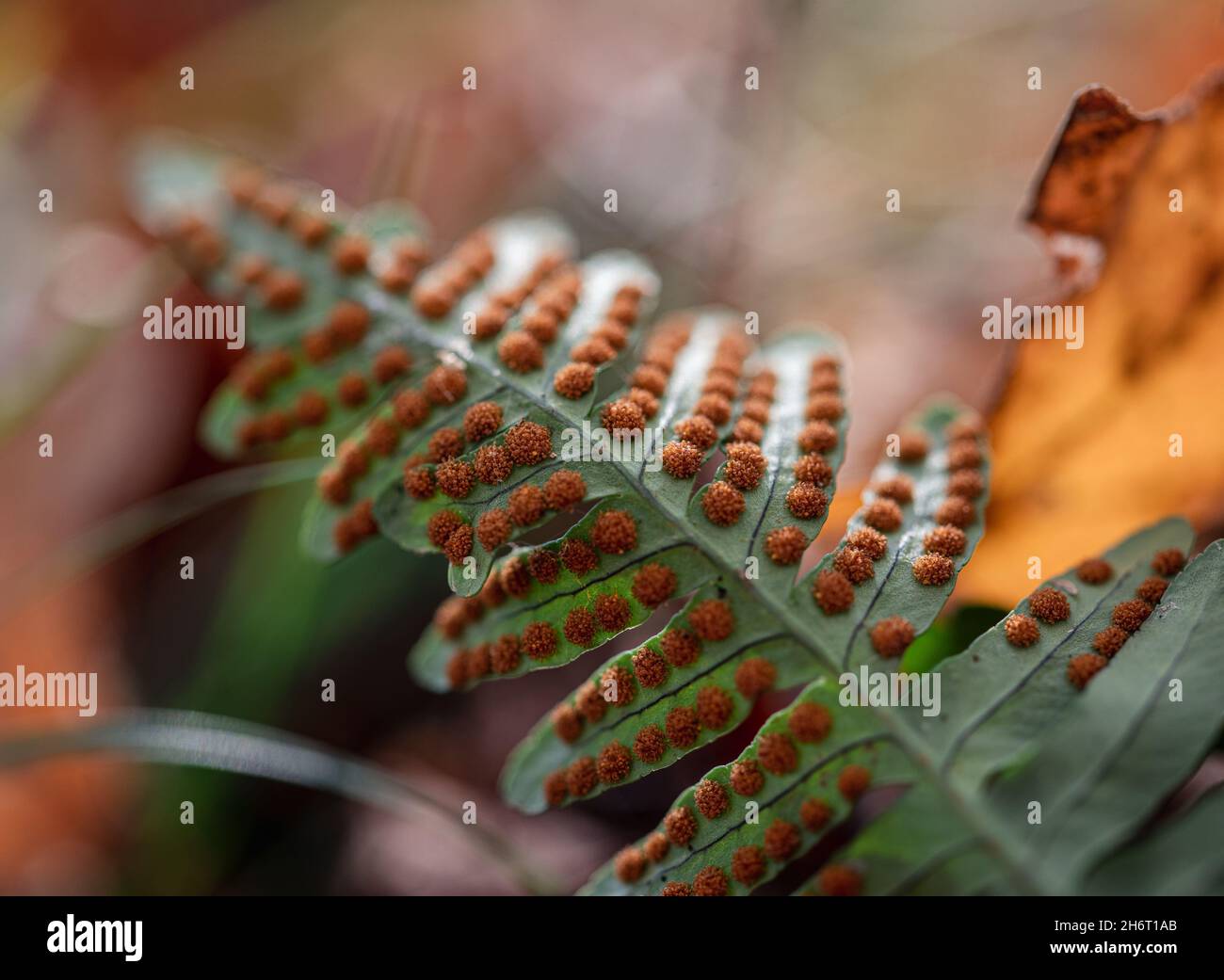 Macro image of the spores on the back of a fern leaf frond Stock Photo ...