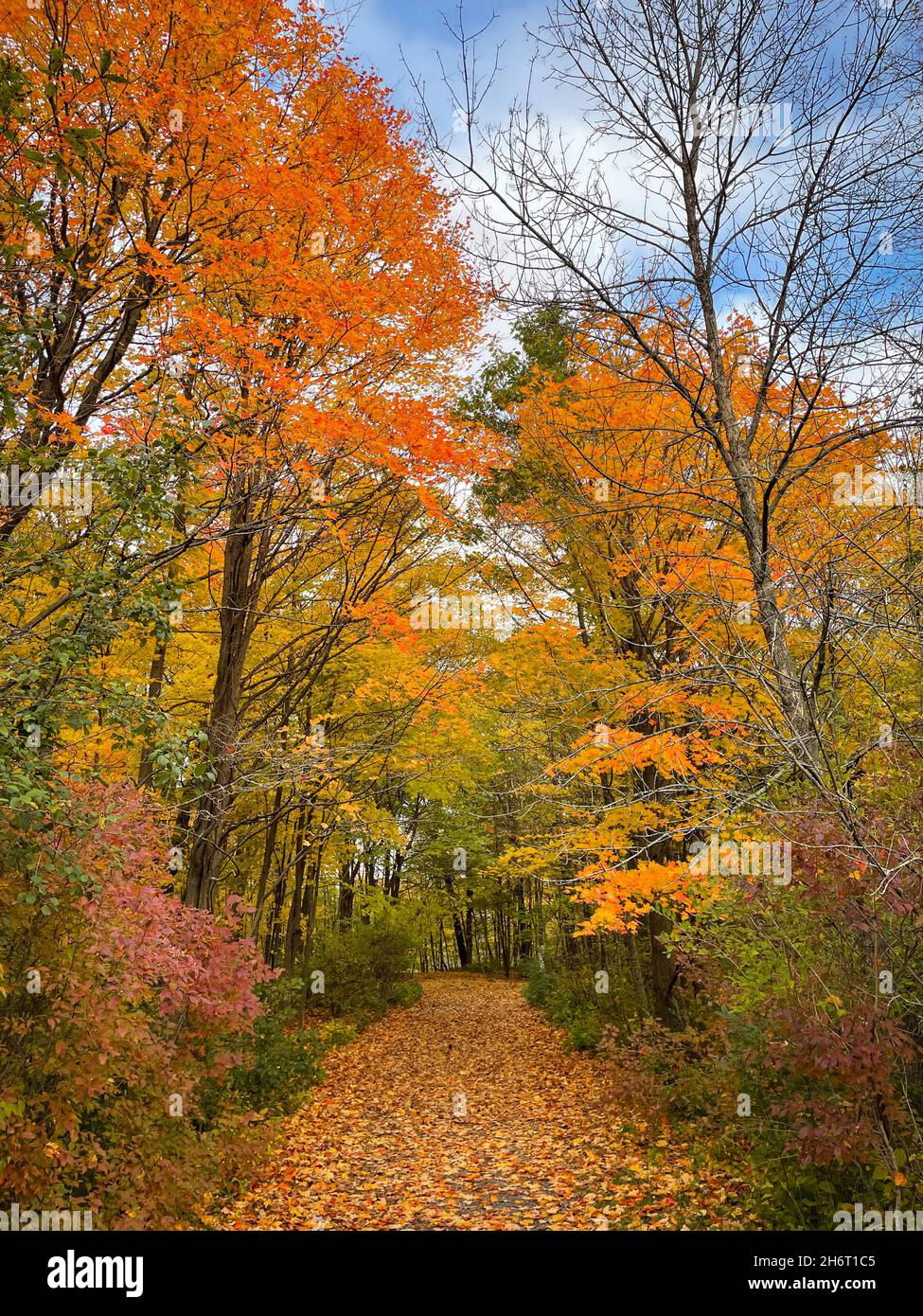 Beautiful leaf hi-res stock photography and images - Alamy
