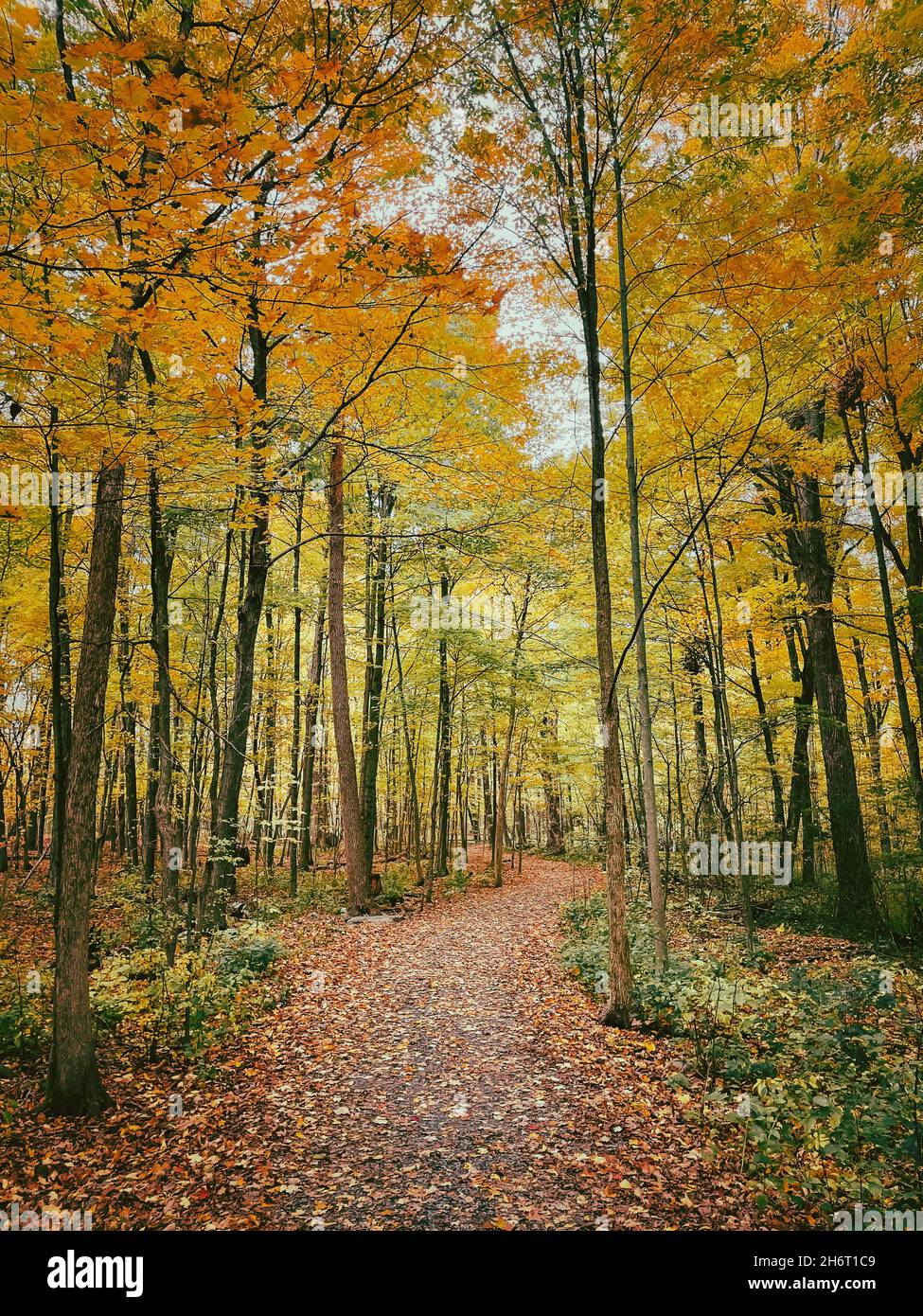 Beautiful leaf hi-res stock photography and images - Alamy