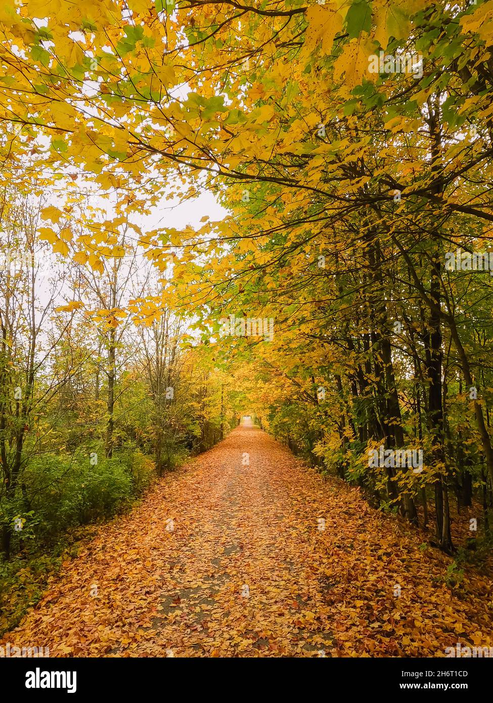 Beautiful leaf hi-res stock photography and images - Alamy