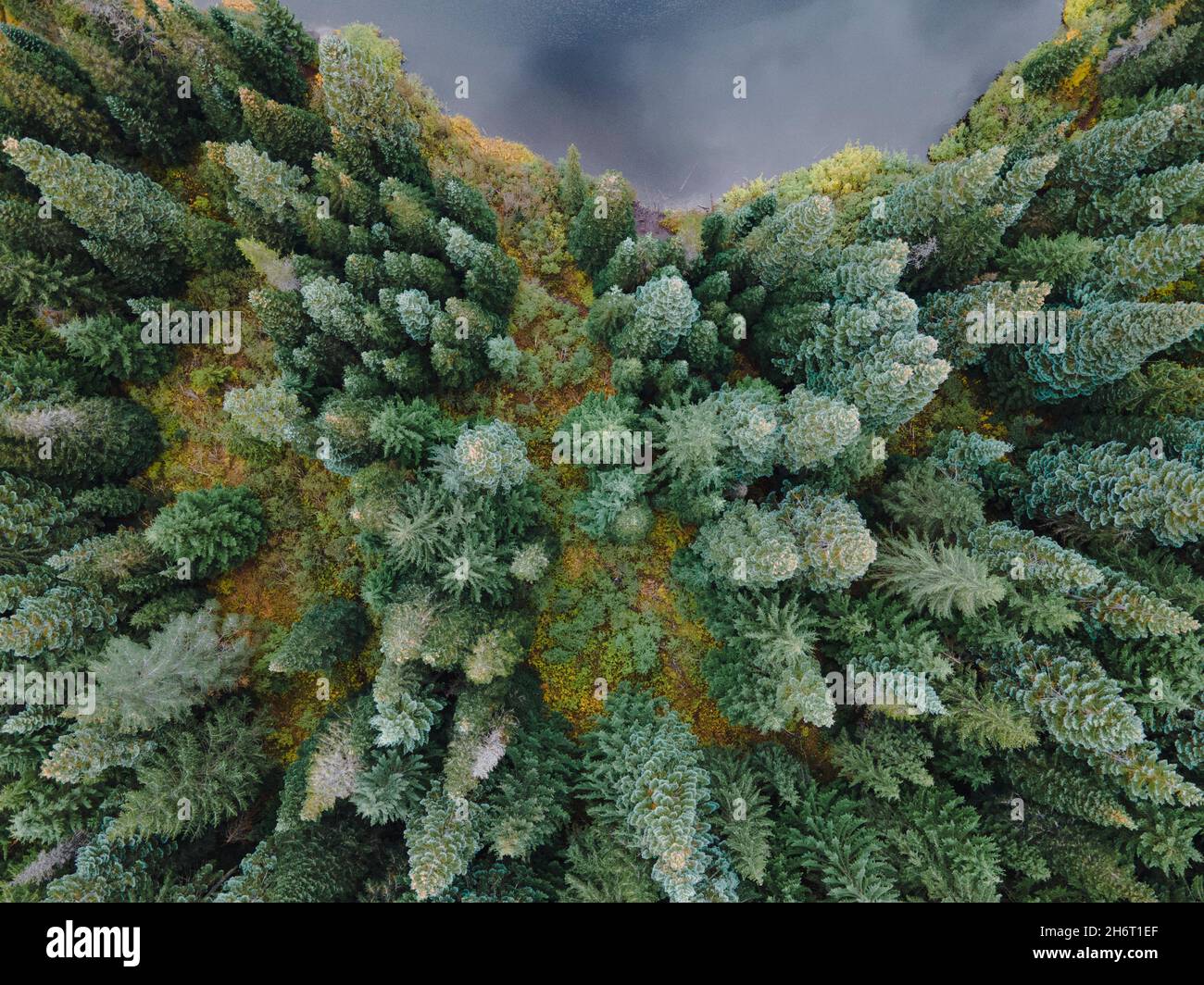 A forest by a lake hi-res stock photography and images - Alamy