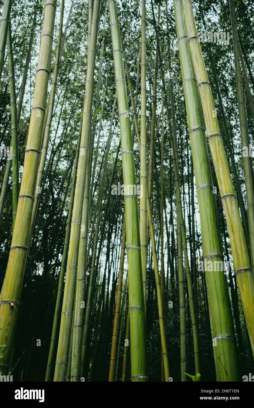 Sagano bamboo forest, kyoto, japan hi-res stock photography and images ...