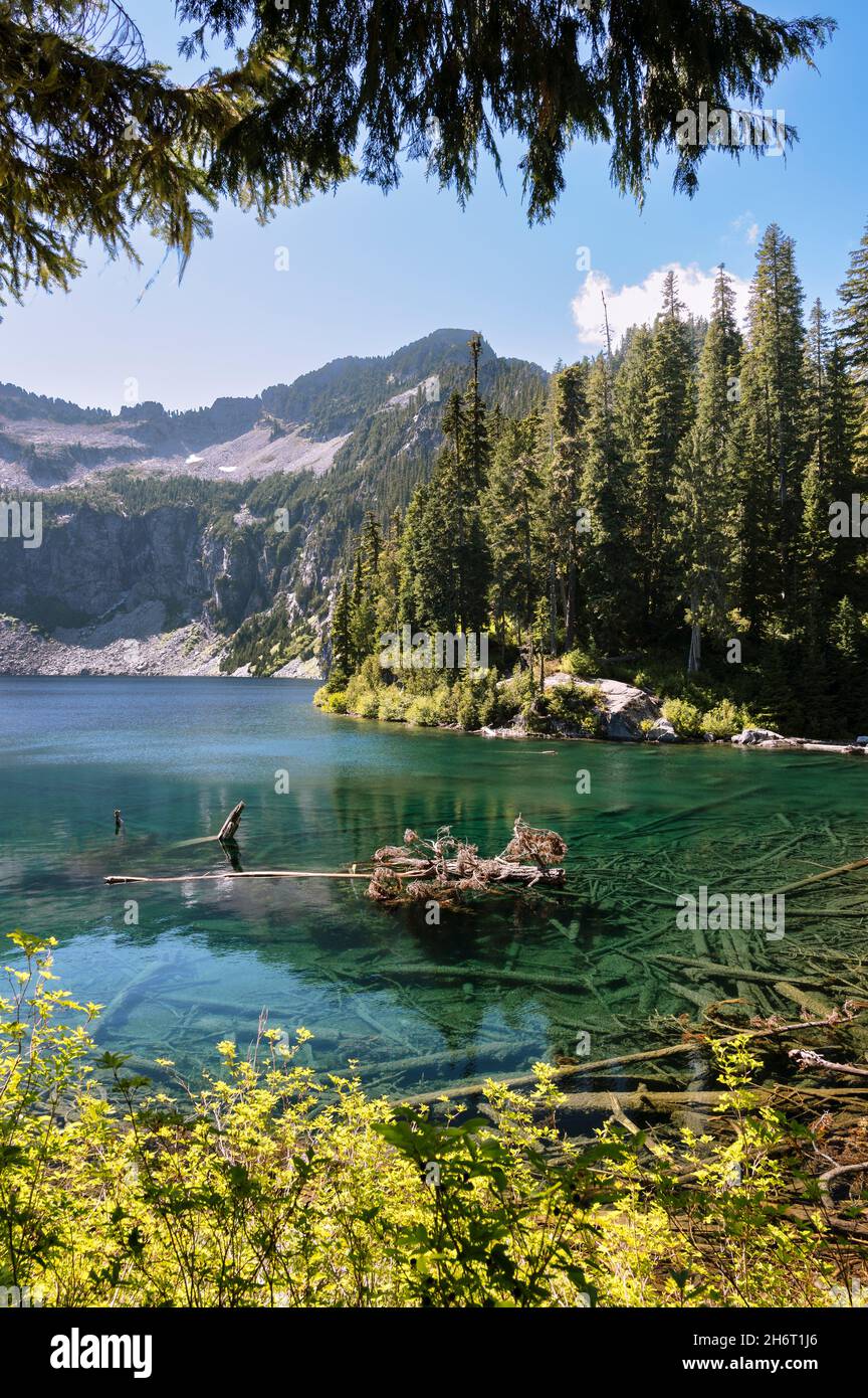 dead tree floating in beautiful alpine lake Stock Photo - Alamy