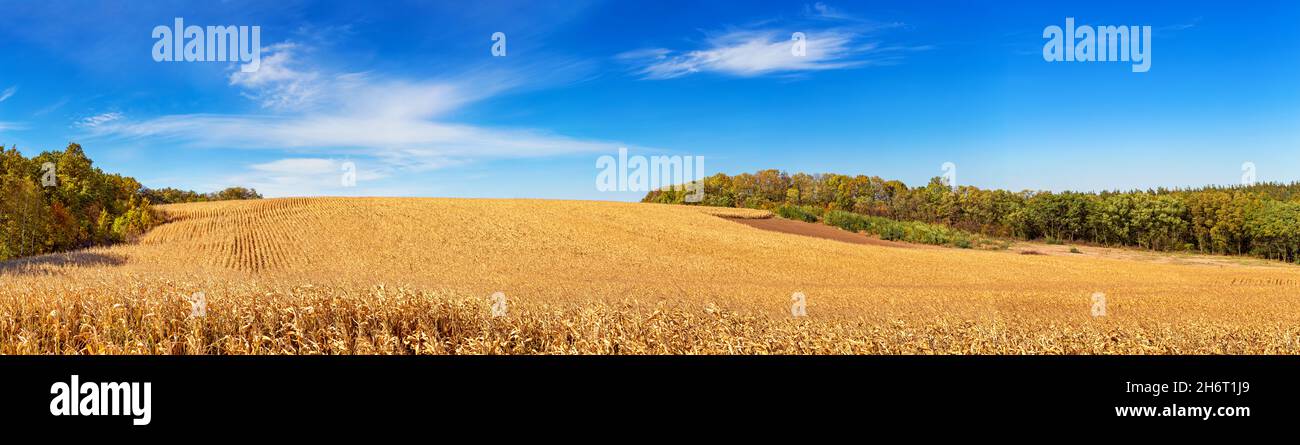 Cornfield maize field banner hi-res stock photography and images - Alamy