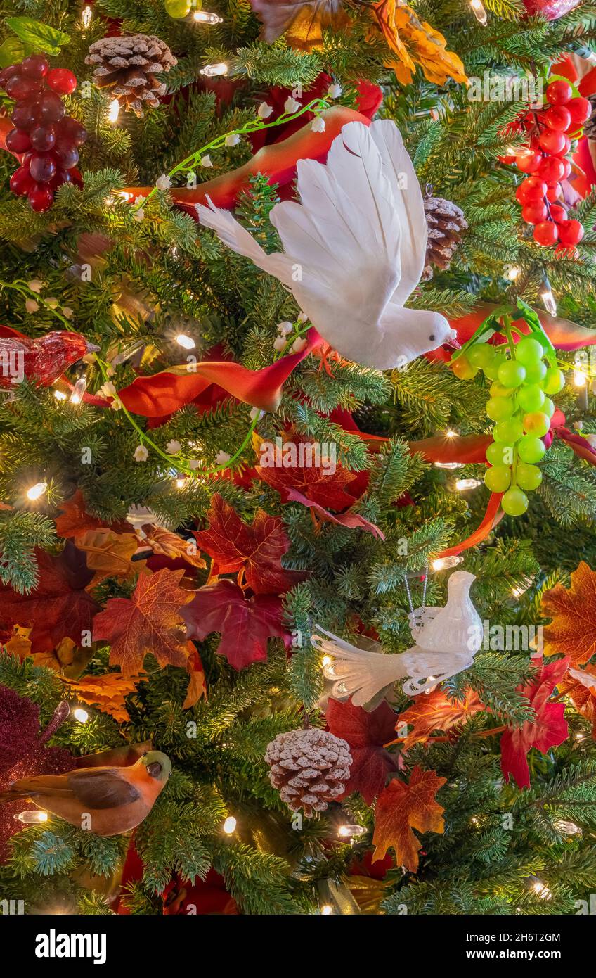 Tree of the maple hi-res stock photography and images - Alamy