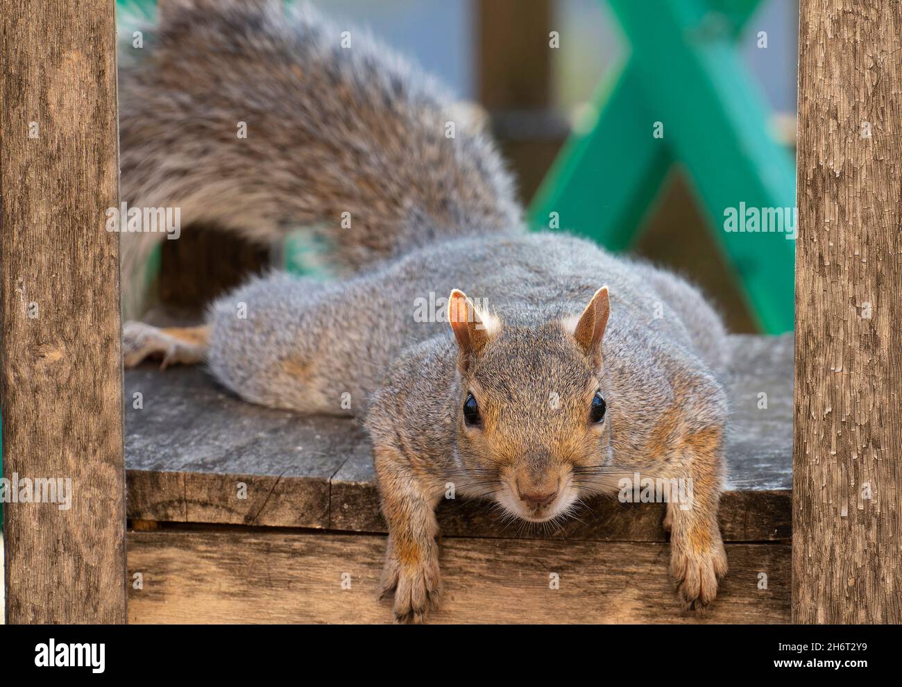 Squirrel lying down on a nook on the backyard deck Stock Photo - Alamy