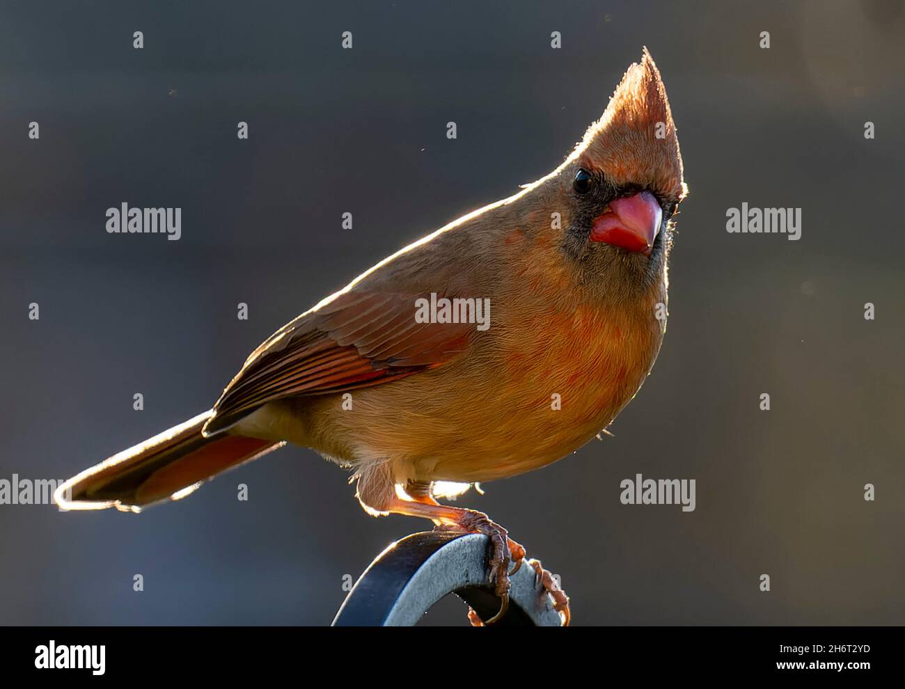 Backlit cardinal hi-res stock photography and images - Alamy