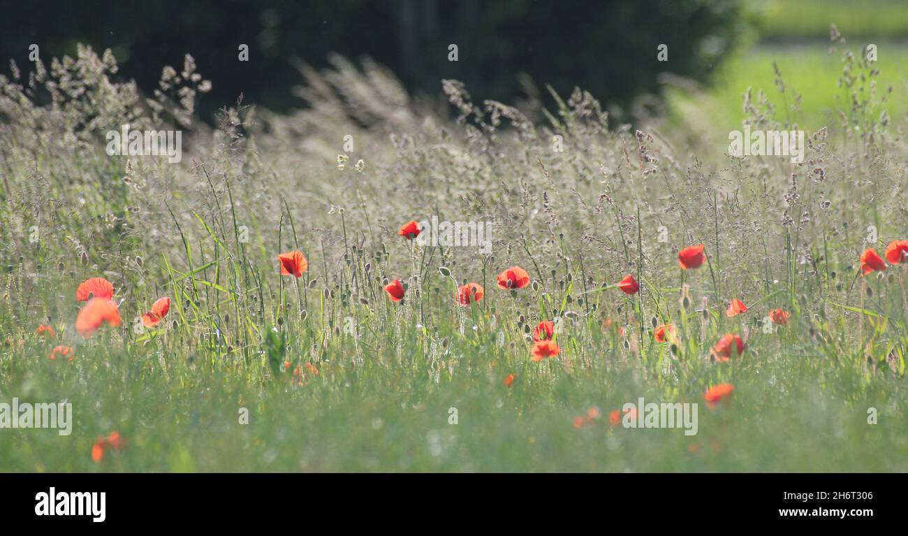 Poppies panorama hi-res stock photography and images - Alamy