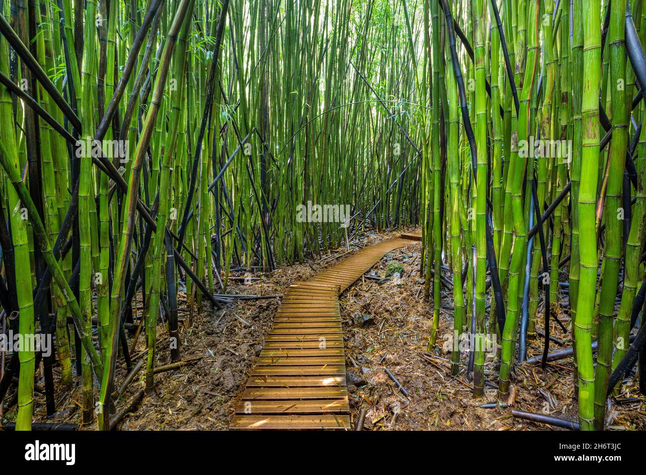 A raised wooden walkway through the bamboo forest that leads to Waimoku ...