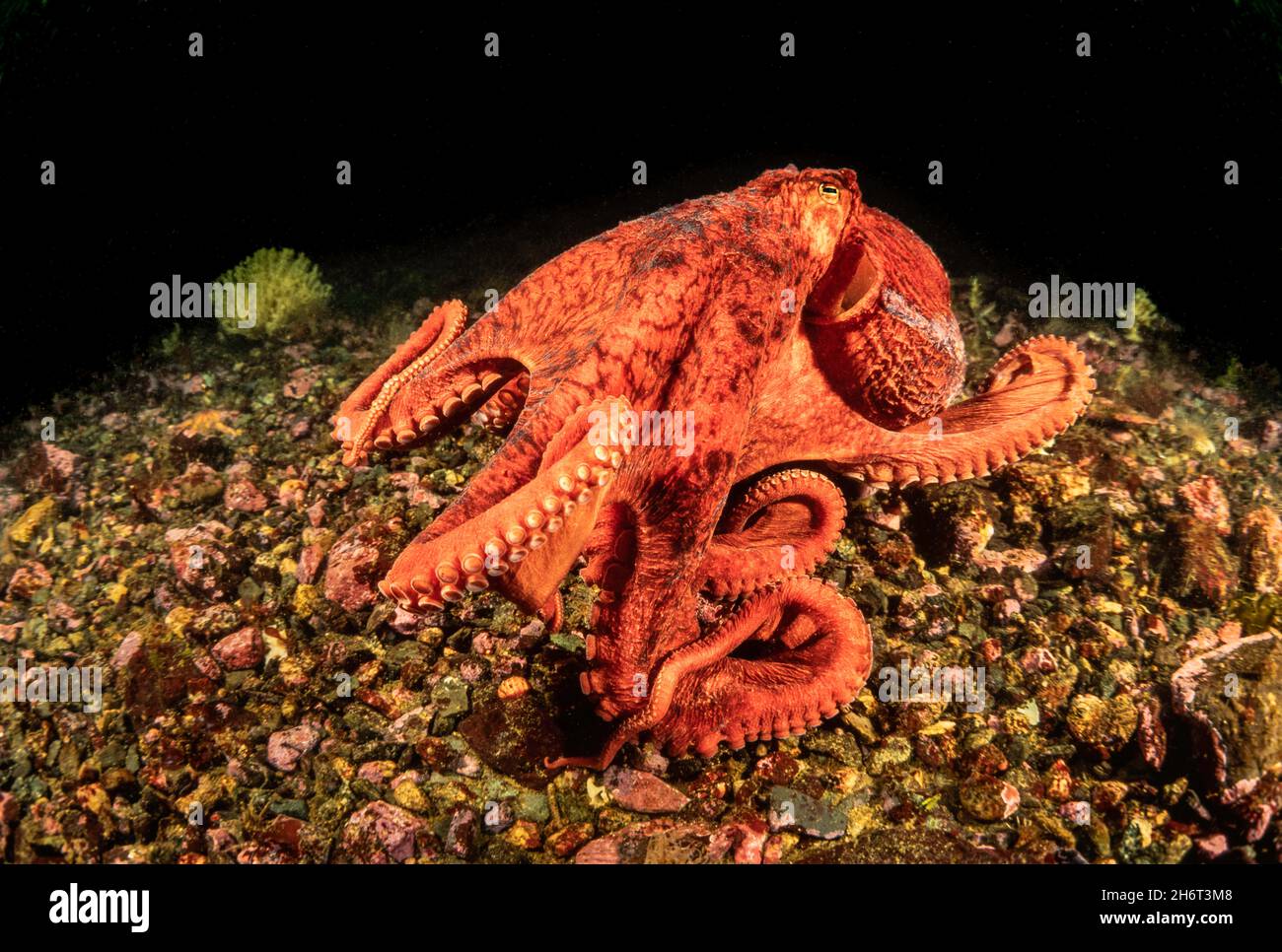 Giant Pacific octopus, Enteroctopus dolfleini, or North Pacific giant ...