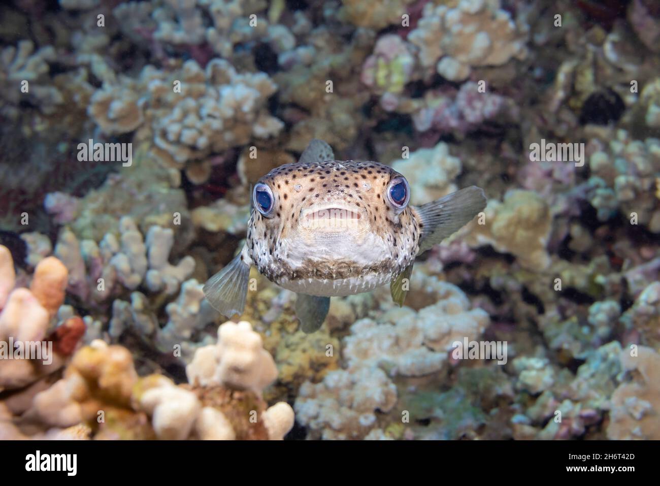 The spotted porcupinefish, Diodon hystrix, feed primarily at night on ...