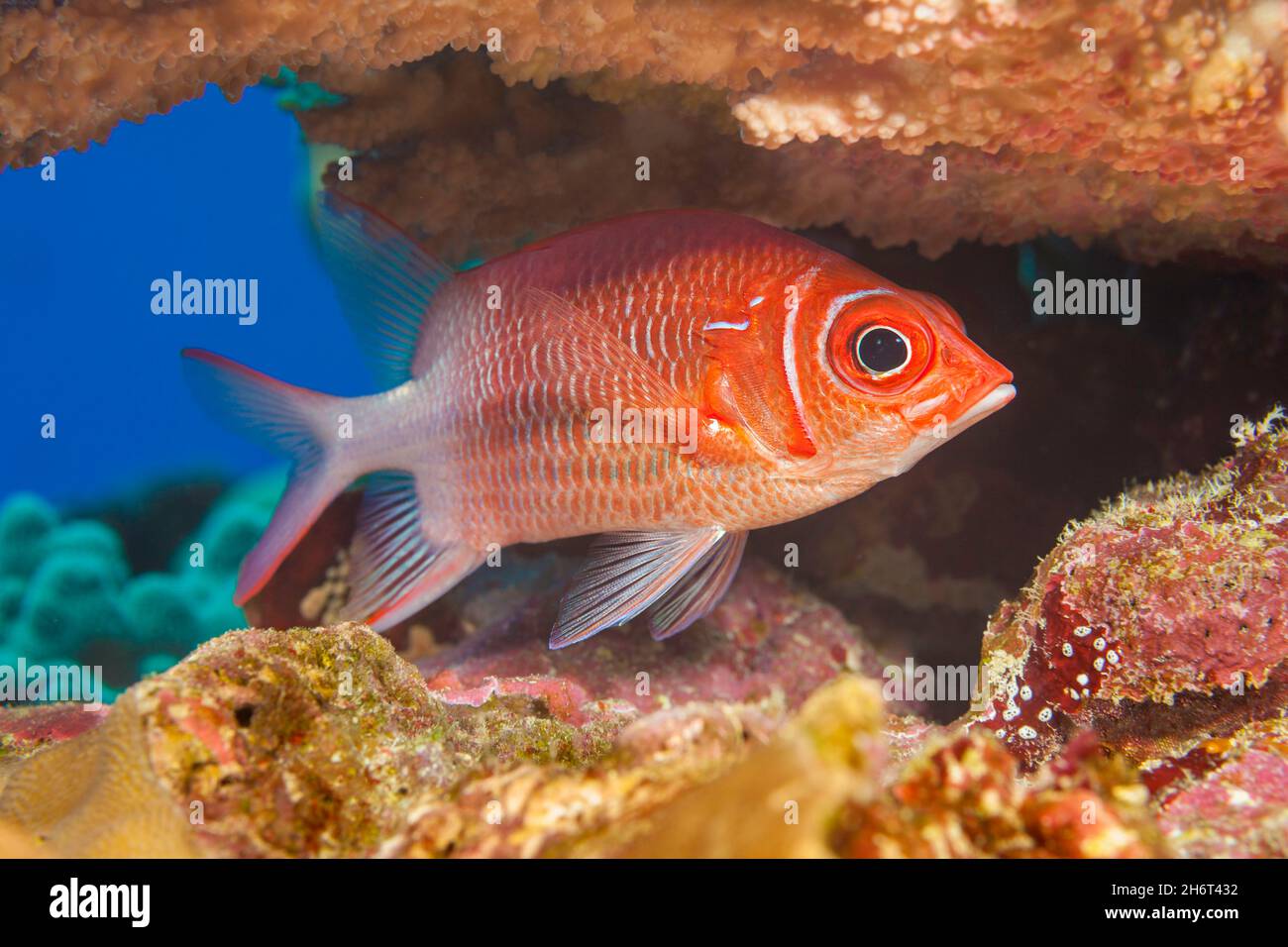 Soldierfishes and squirrelfishes holocentridae hi-res stock photography ...