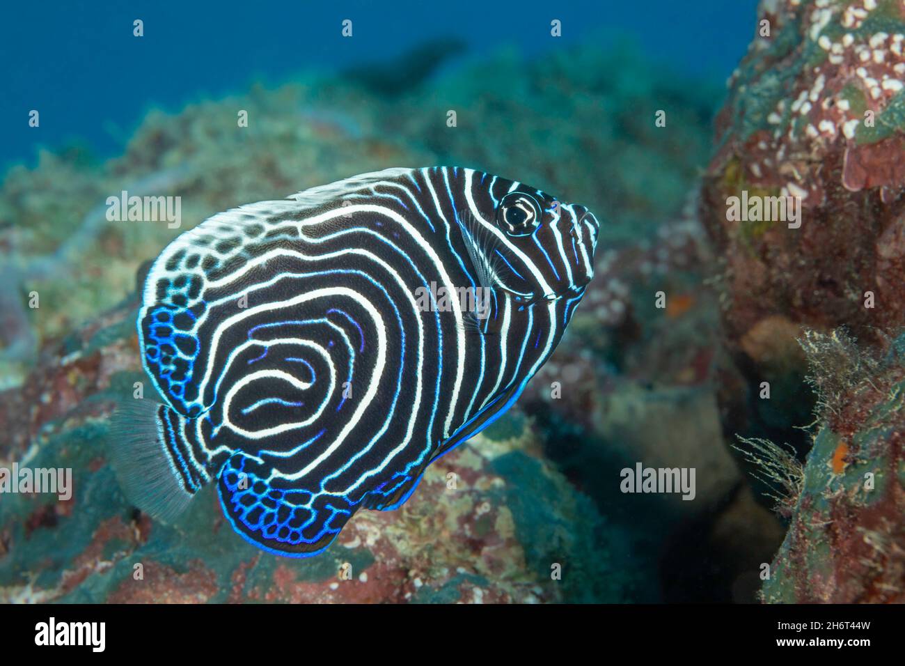 Juvenile emperor angelfish pomacanthus imperator under water hi-res ...