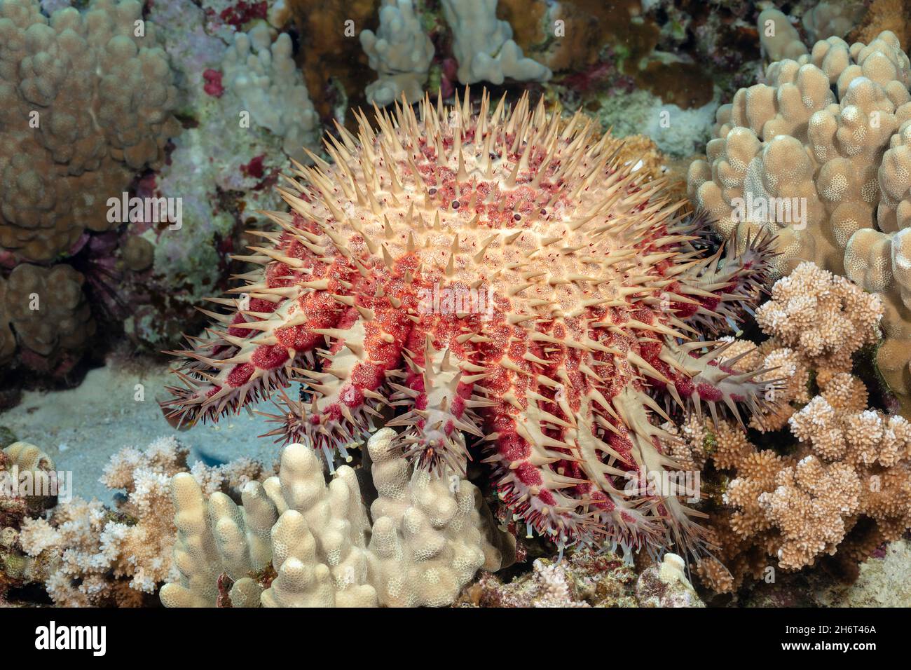 The crown-of-thorns starfish, Acanthaster planci, feeds on live coral ...