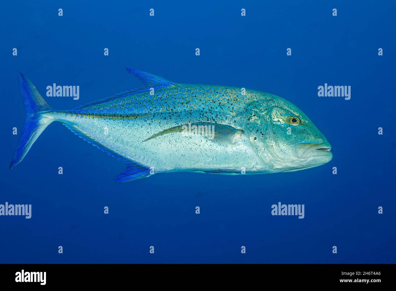 Bluefin trevally or jack, Caranx melampygus, Hawaii Stock Photo - Alamy