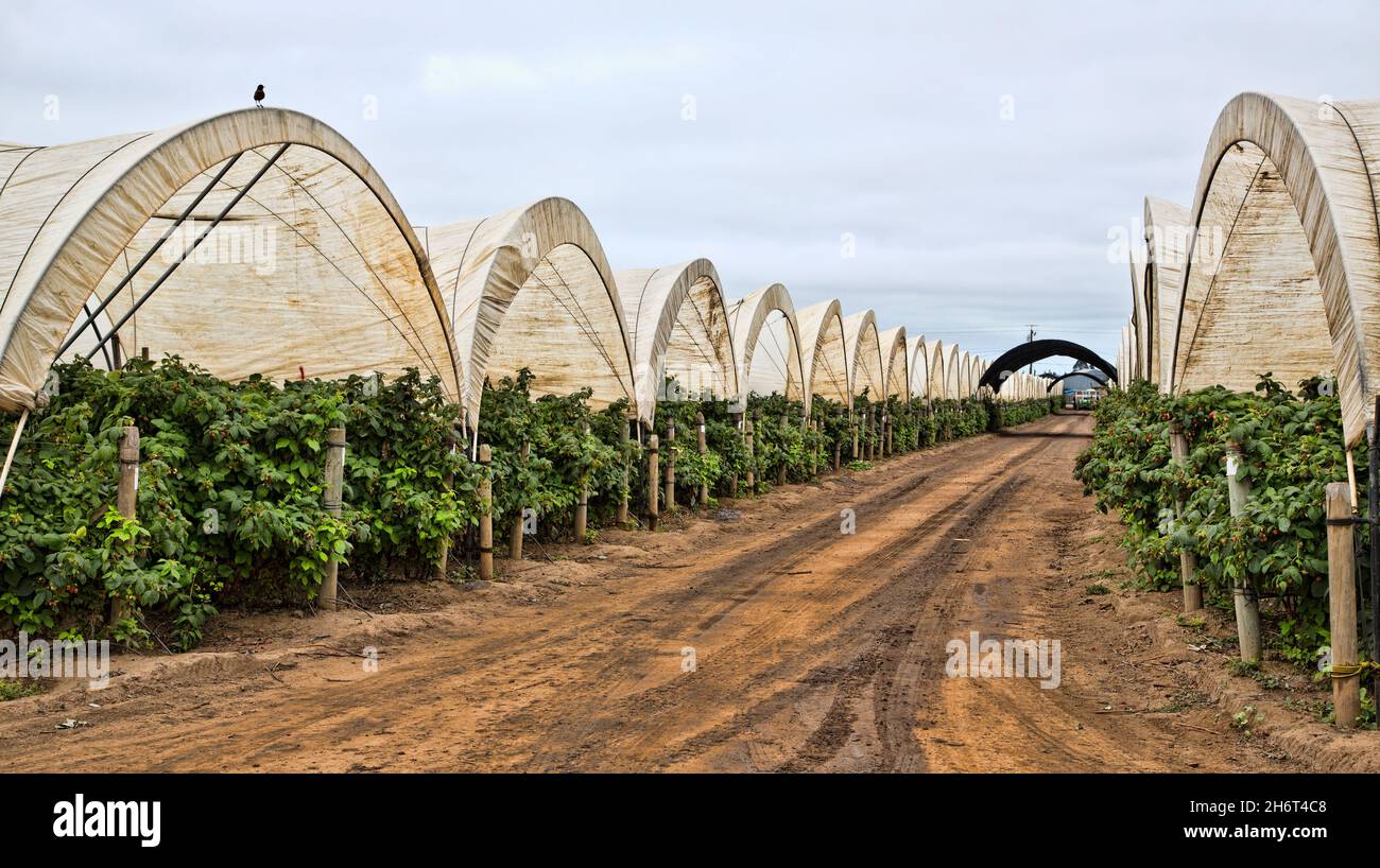 Watsonville hi-res stock photography and images - Alamy