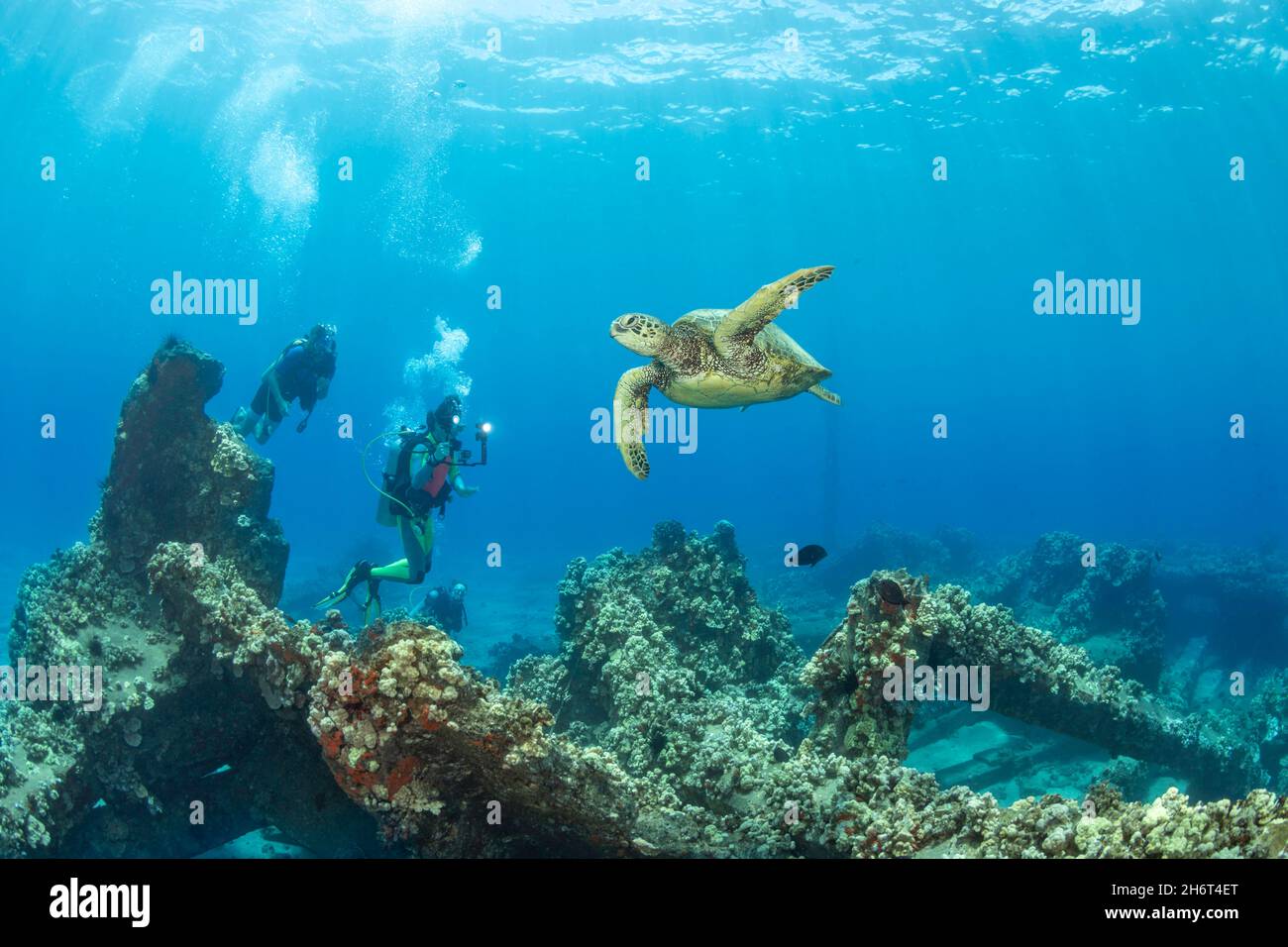 Green sea turtle, Chelonia mydas, and divers (MR) over the remains of ...