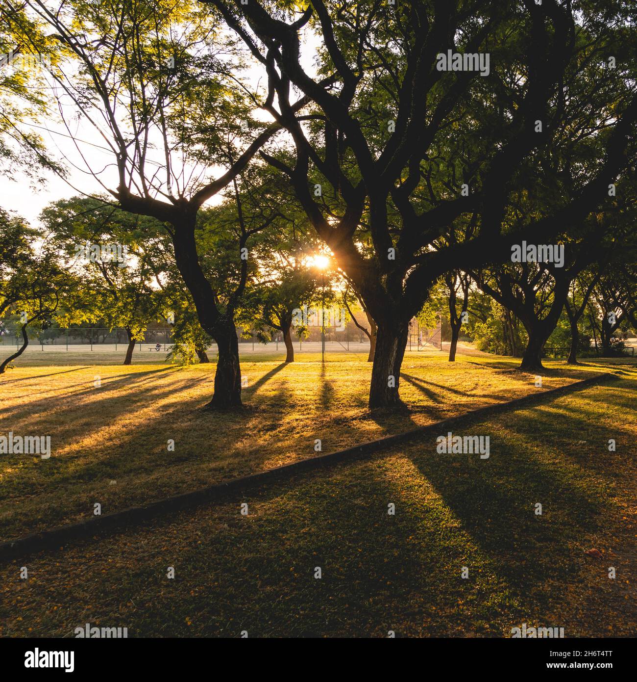 Sunlight through trees hi-res stock photography and images - Alamy