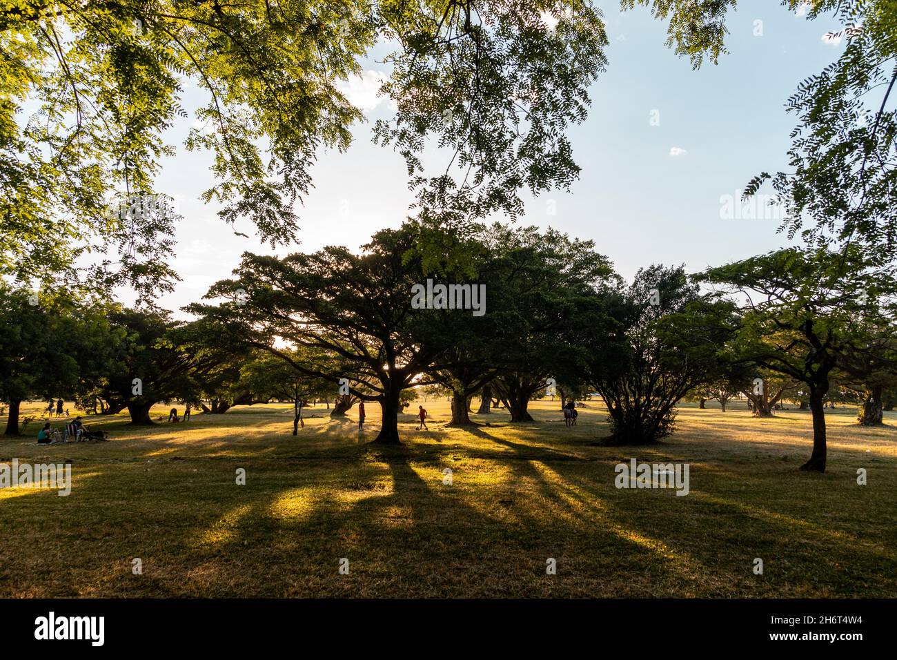 Sunlight scenic trees hi-res stock photography and images - Alamy