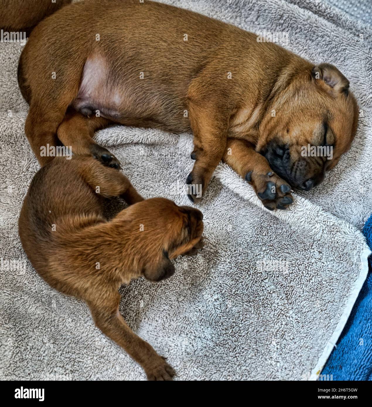 Coonhound German Shepherd Mix