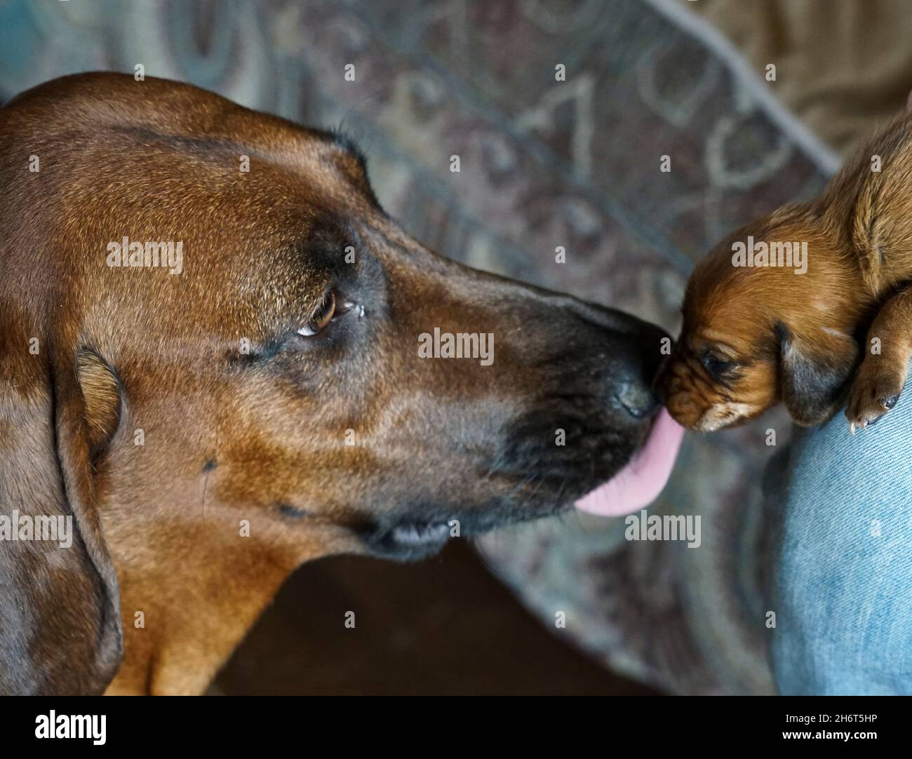 Is The Runt The Last Puppy Born