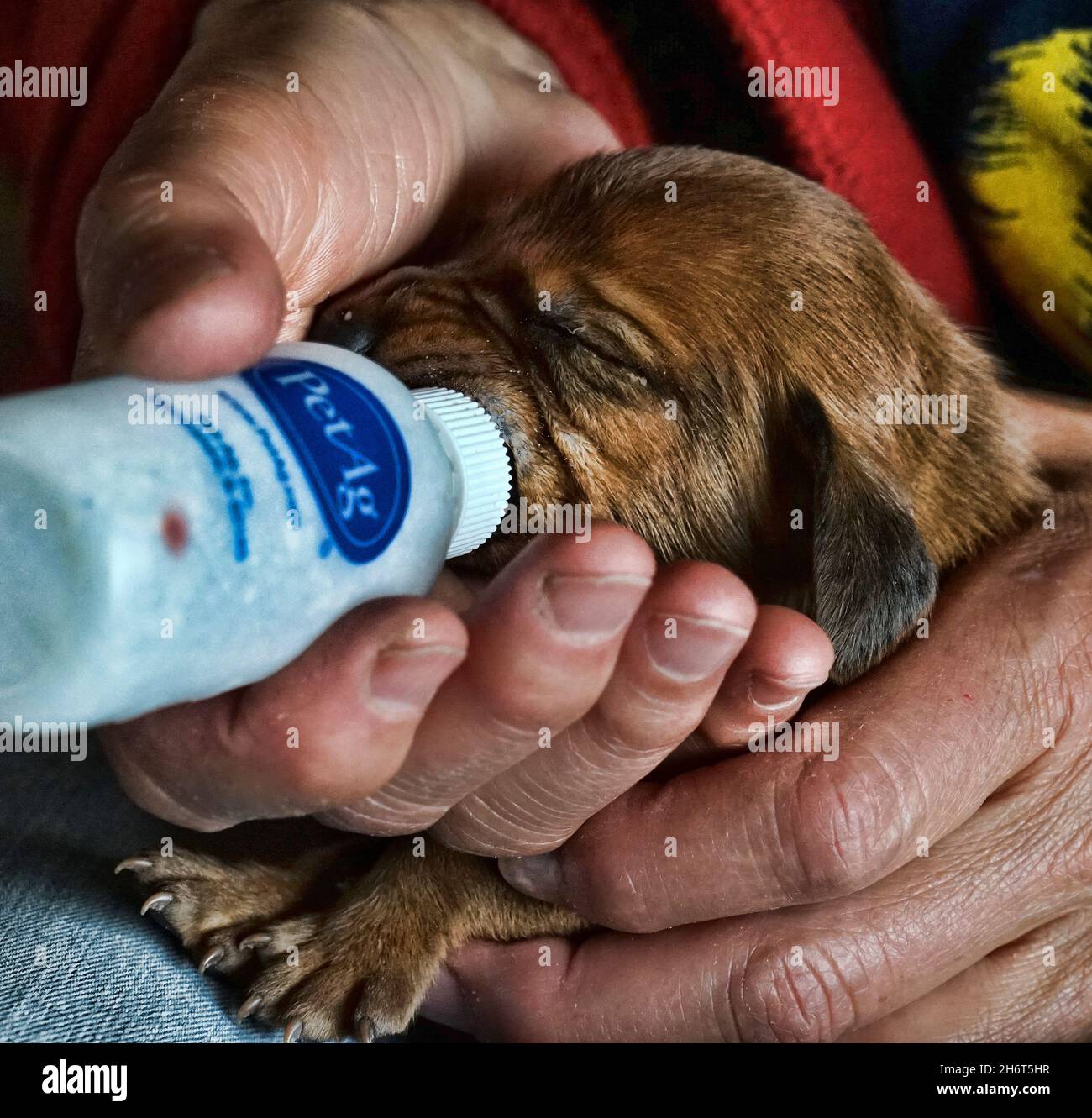 Runt of litter hi-res stock photography and images - Alamy