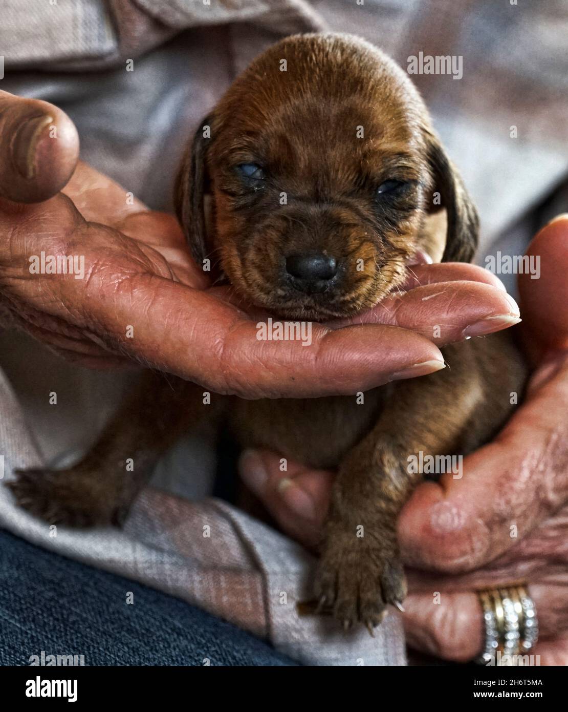 Runt of litter hi-res stock photography and images - Alamy