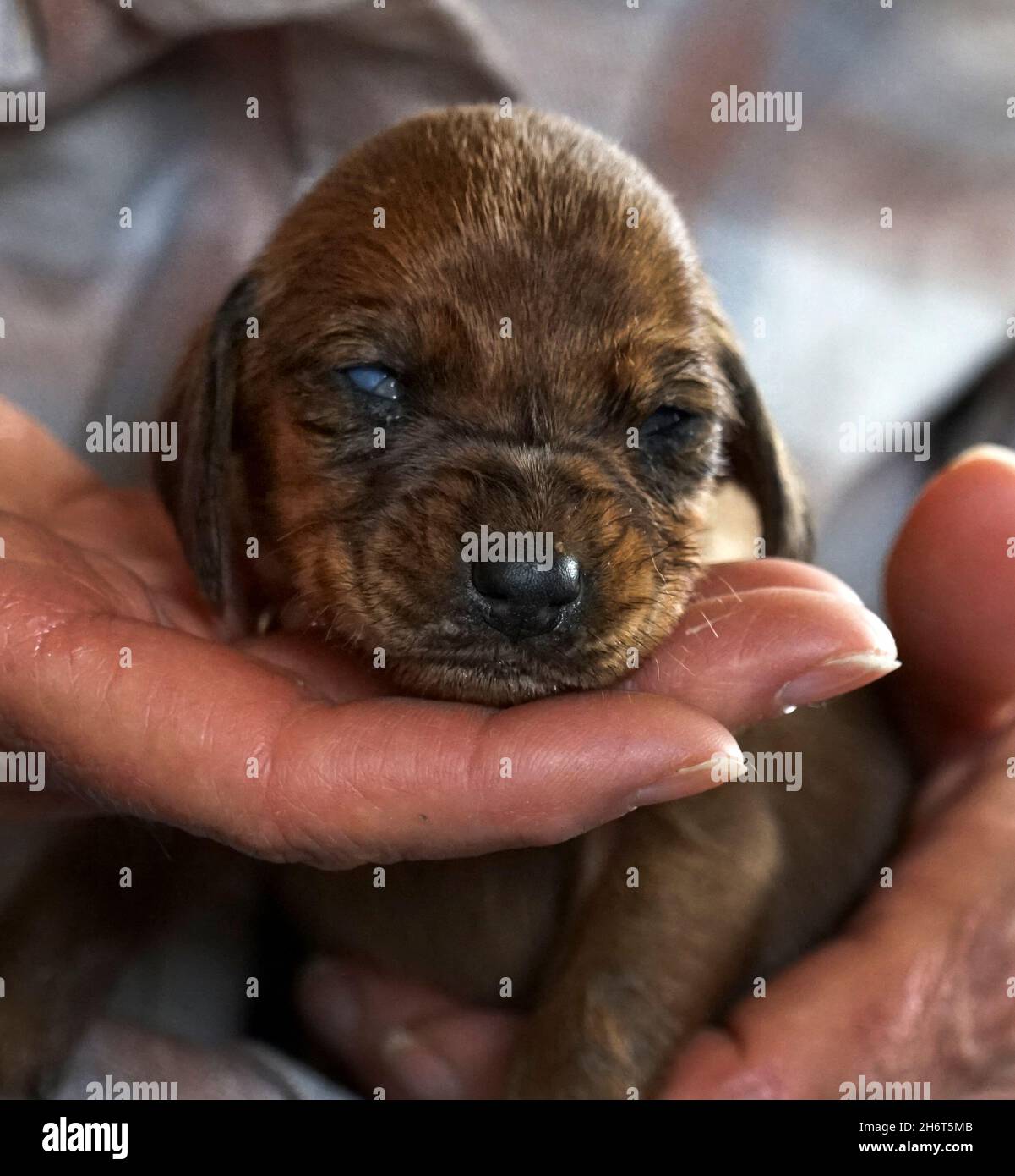 Runt of the litter hi-res stock photography and images - Alamy