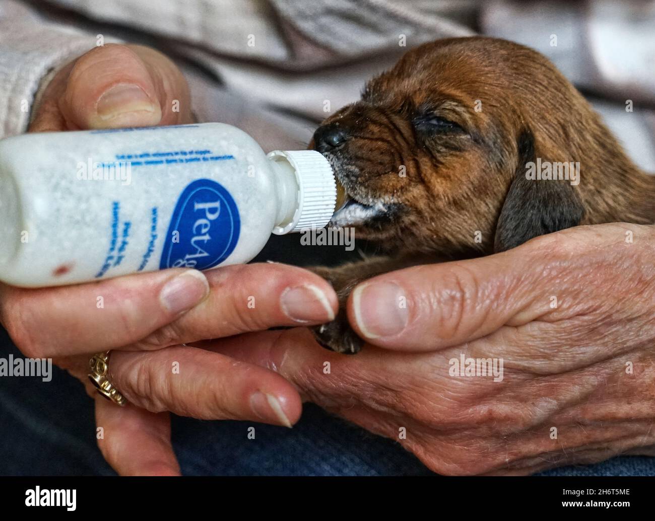 Runt of the litter hi-res stock photography and images - Alamy