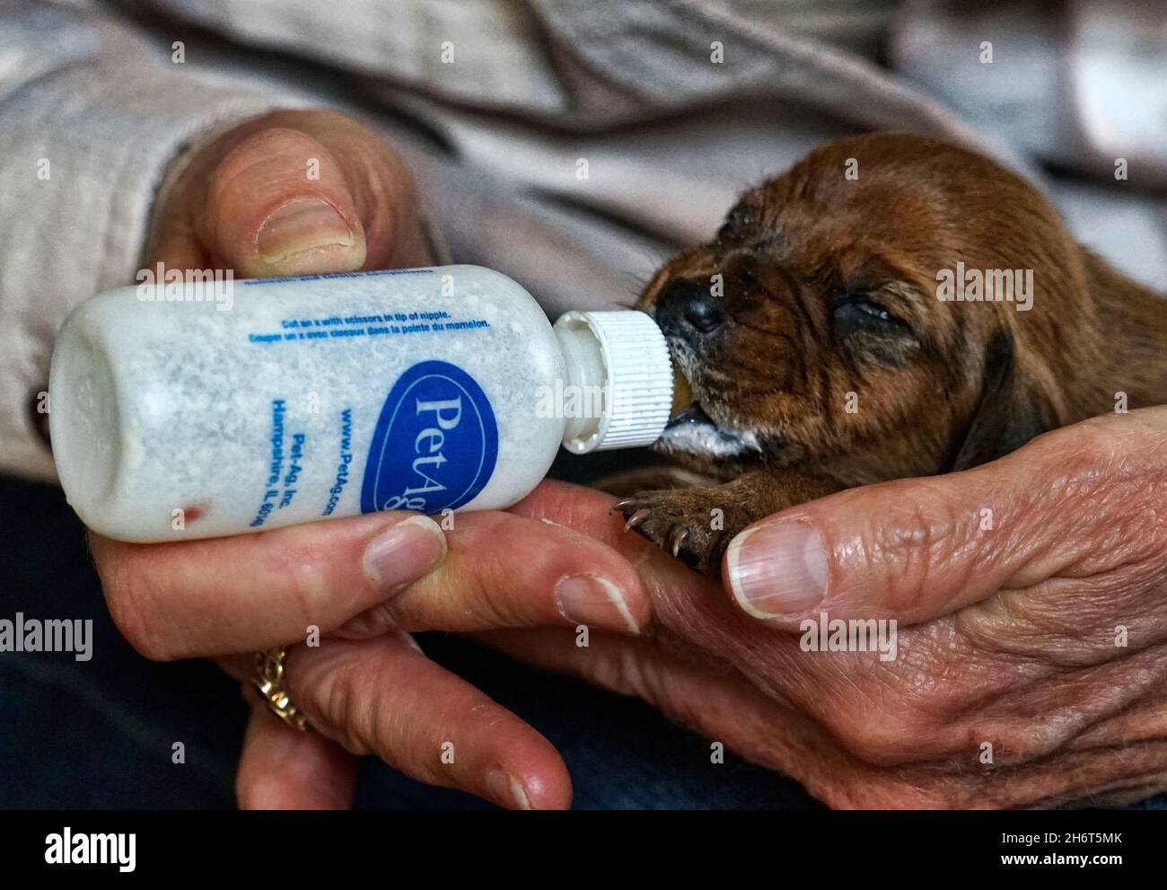 Runt Of The Litter High Resolution Stock Photography and Images - Alamy